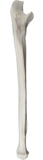 Right Ulna Bone Model - Anatomically Accurate Ulnar Replica