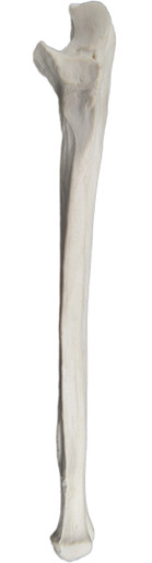 Left Ulna Bone Model - Anatomically Accurate Ulnar Replica