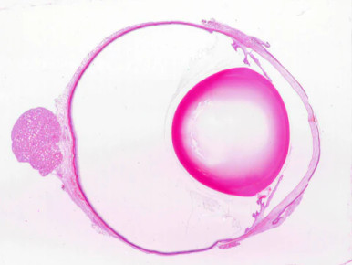 Prepared Microscope Slide, Retina and Tapetum, Mammalian; Longitudinal ...