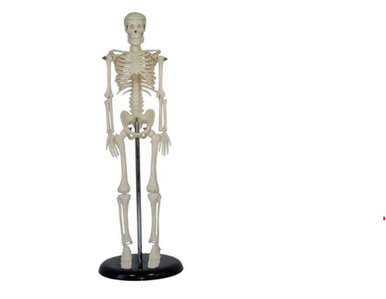 Skeleton Model, Desktop Sized, for Science Education