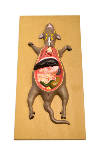 Eisco Labs: Male Rat / Mouse Dissection Anatomical Model, 24" x 12" Base
