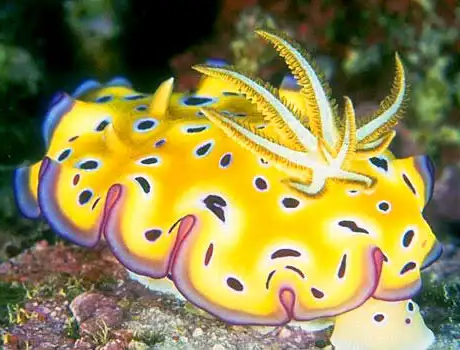 Nudibranch Cake