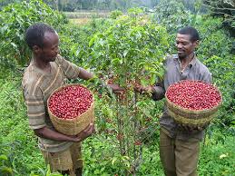 When and Where Did Coffee Come From? - Kimberley Coffee Company