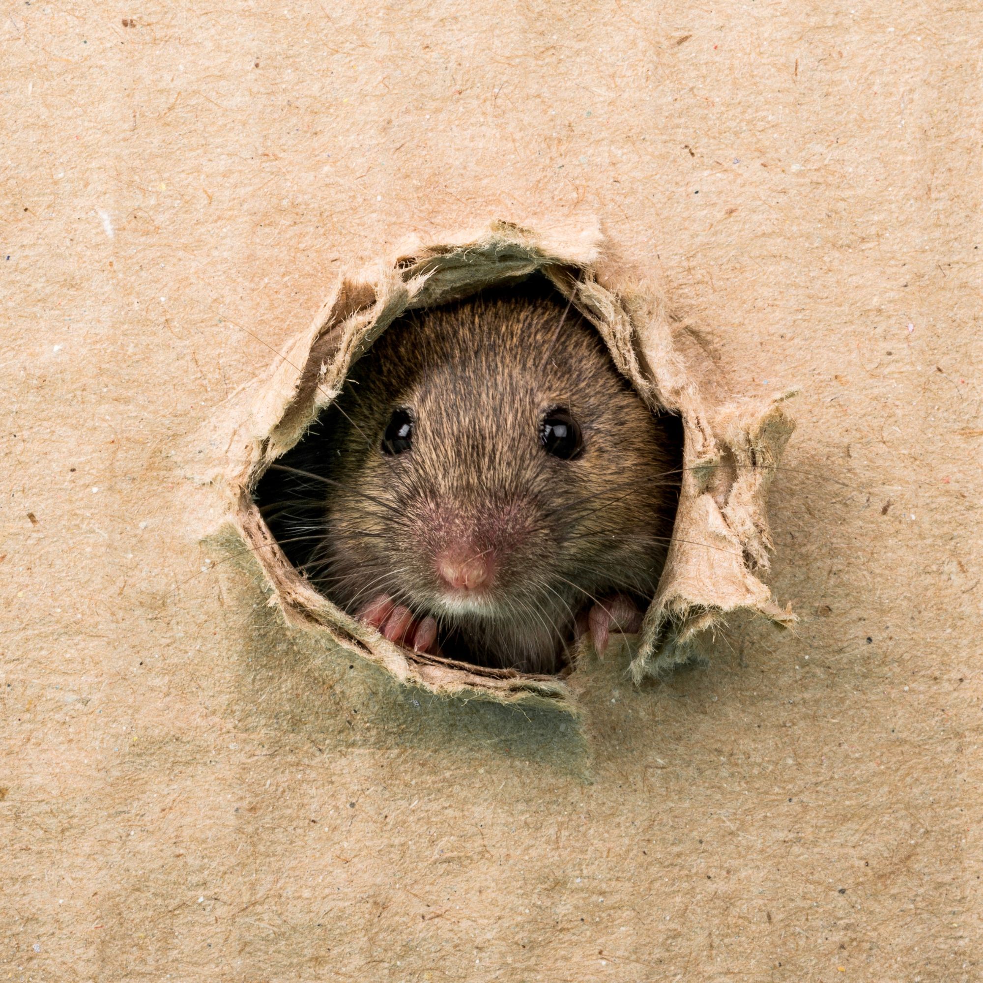What Size Opening Can a Mouse Fit Through? Common Entry Points You ...