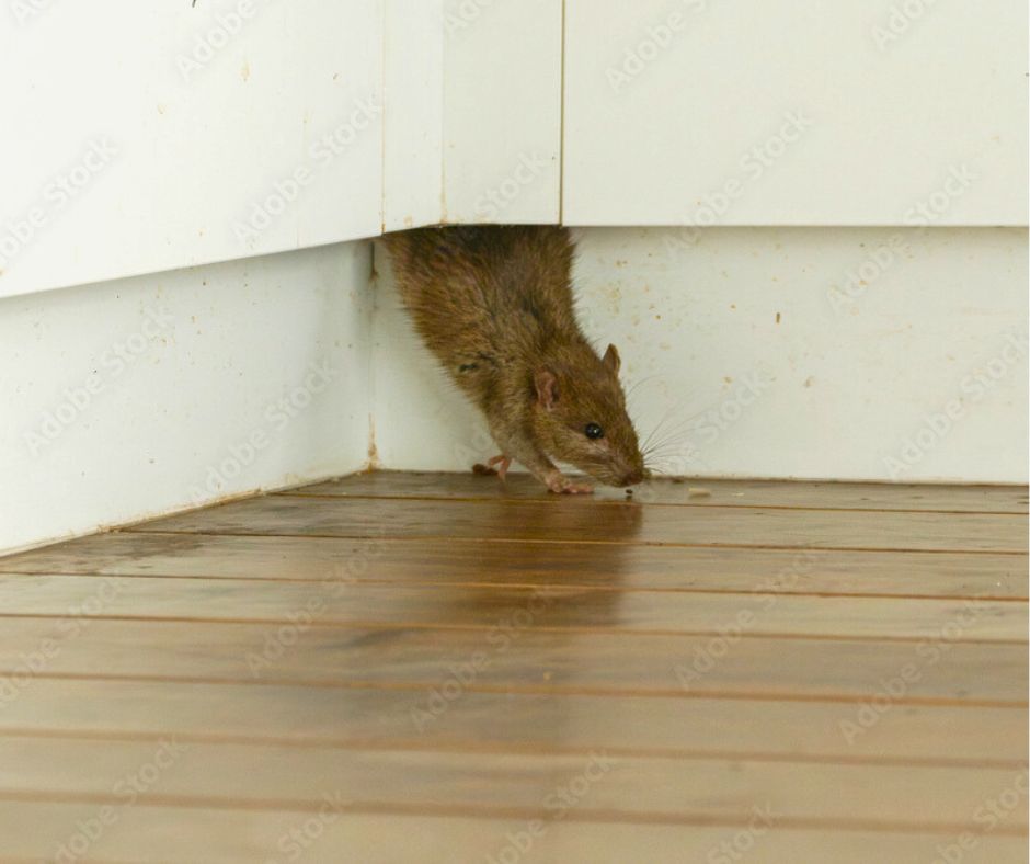 How to Keep Mice Out of Your House: Practical Tips That Actually Work ...