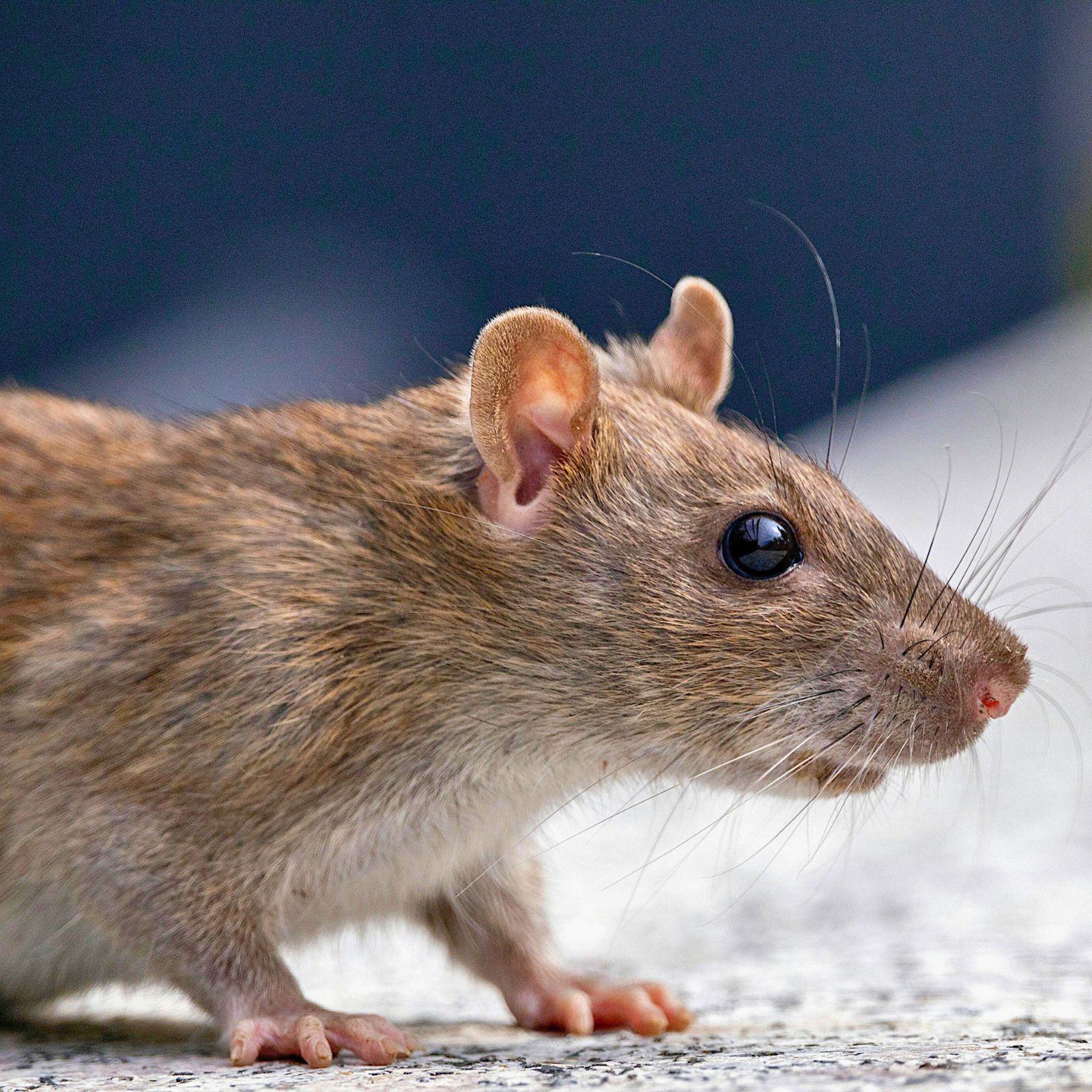 What Pest Pros Use Instead of Rodent Repellents | Xcluder - Xcluder