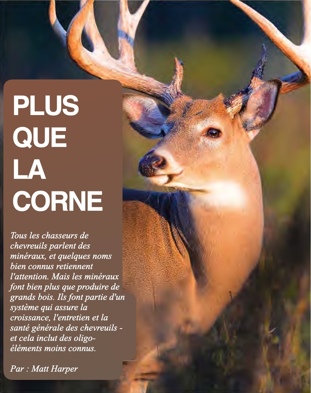 PLUS QUE LA CORNE