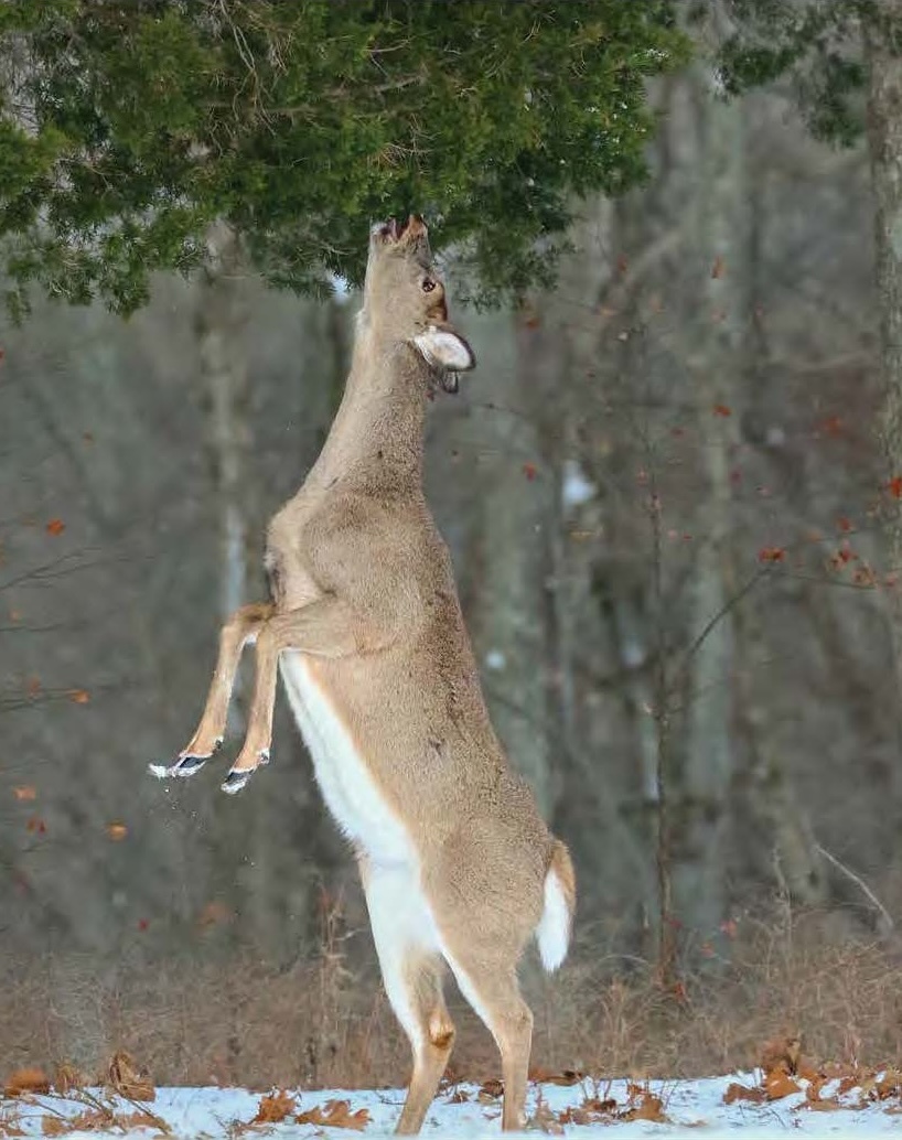 Understanding Whitetail Browsing Pressure
