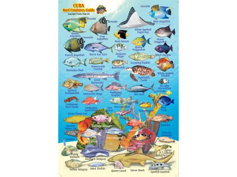 Fish ID Cards | Scuba Gear Canada