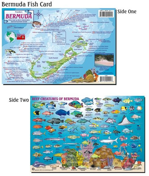 Bermuda - Fish Card | Scuba Gear Canada