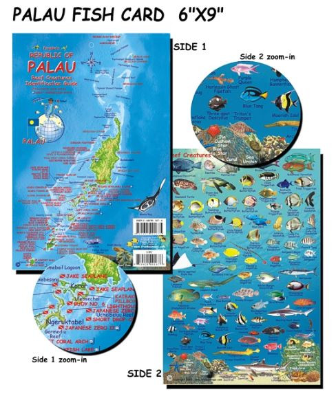 Palau - Fish Card | Scuba Gear Canada