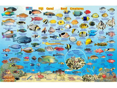 Fiji Coral - Fish Card | Scuba Gear Canada