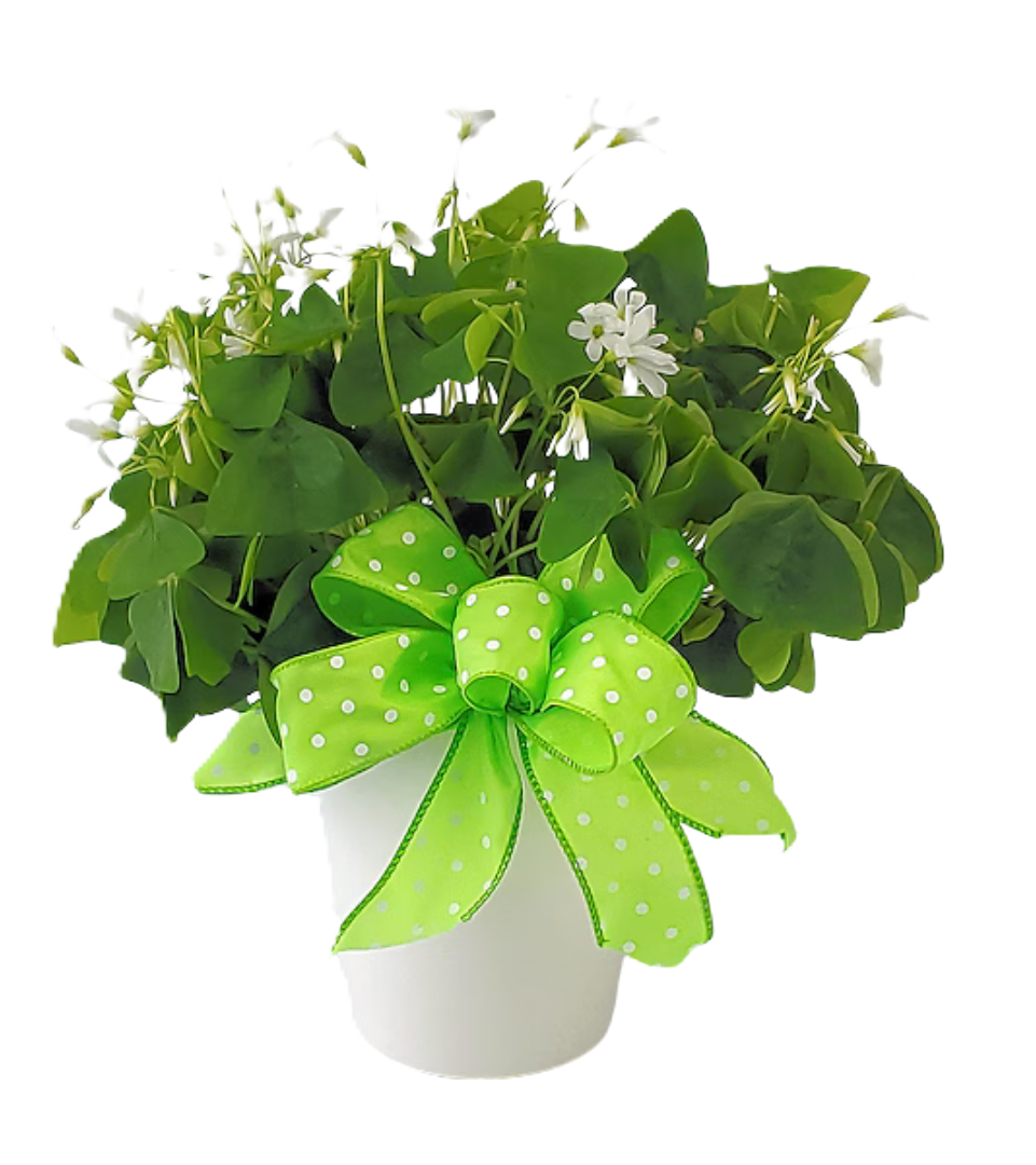 Albuquerque Florist Shops | Albuquerque Florist