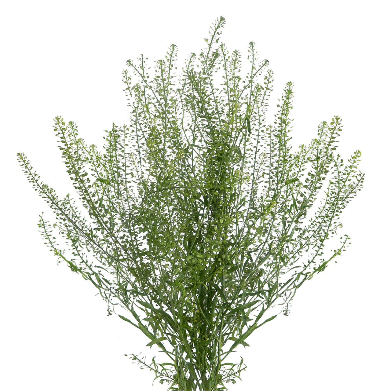 Green Dragon Lepidium – Bulk Greenery | Albuquerque Flower Market