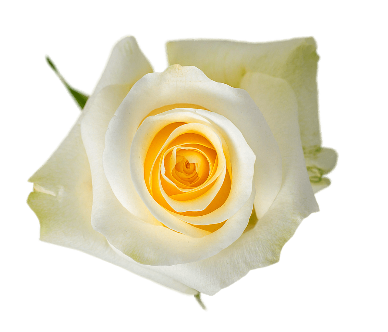 Cream Rose - Albuquerque Flower Market