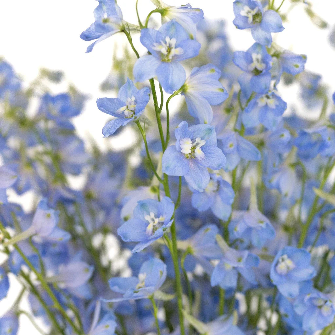 Light Blue Delphinium Varieties