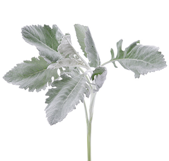 Dusty Miller – Bulk Greenery | Albuquerque NM