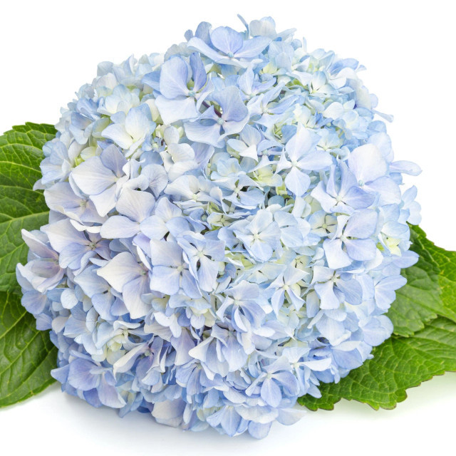 Light Blue Hydrangea – Bulk Flowers | Albuquerque Flower Market