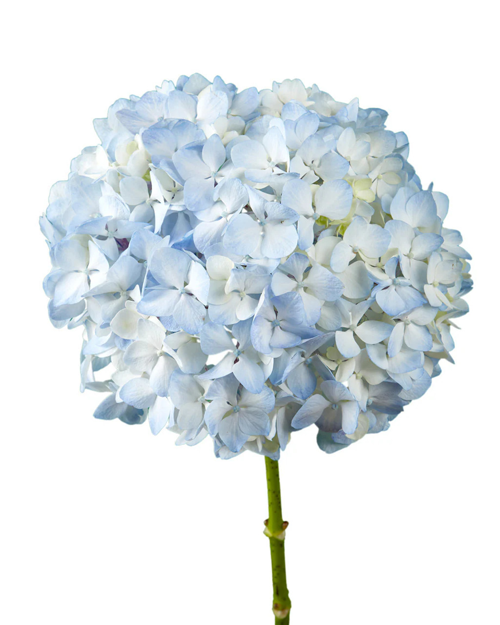 Light Blue Hydrangea – Bulk Flowers | Albuquerque Flower Market