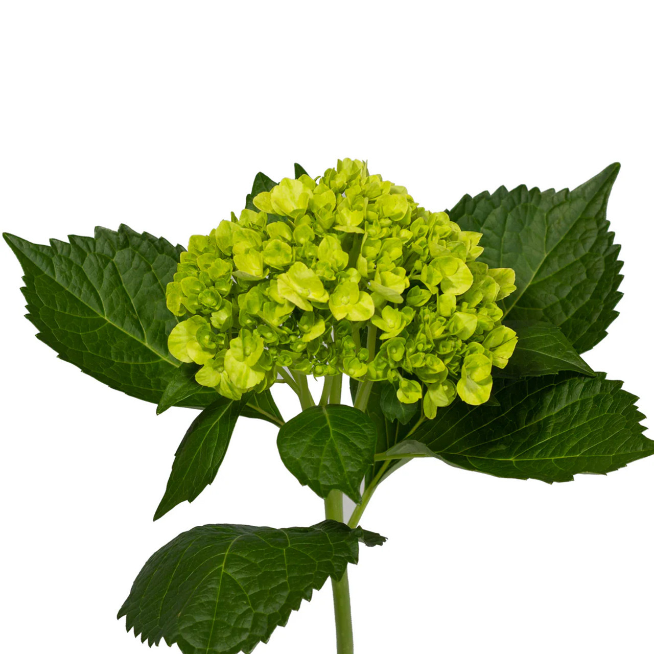 Mini Green Hydrangea – Bulk Flowers | Albuquerque Flower Market
