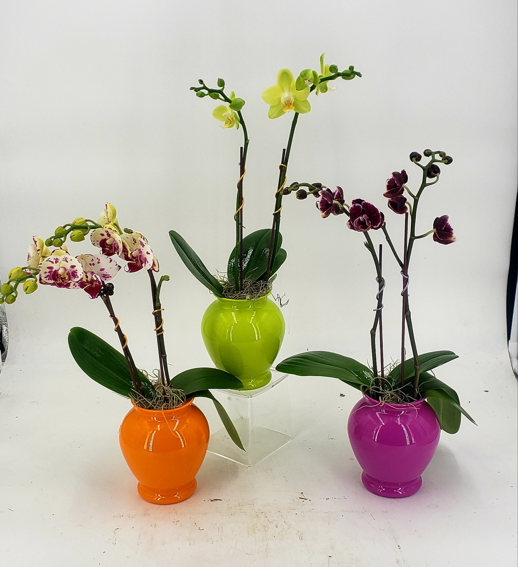 Birthday Flowers Albuquerque NM | Same‑Day Delivery