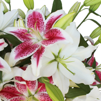 Oriental Lily Bunch | Fragrant Fresh Lilies