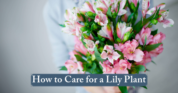 How to Care for a Lily Plant - Albuquerque Florist