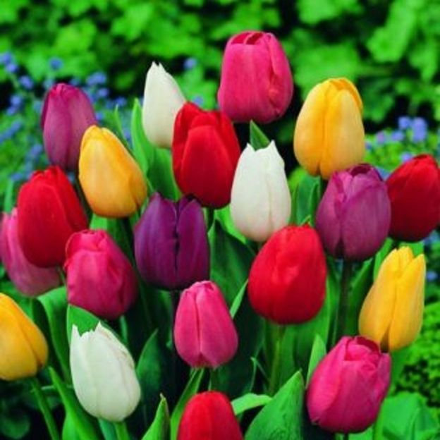 Wholesale Flowers Albuquerque: The Smart Way to Source Event Blooms ...