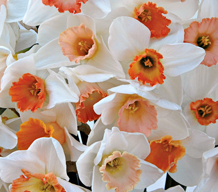 The Birth Flower for March - Albuquerque Florist