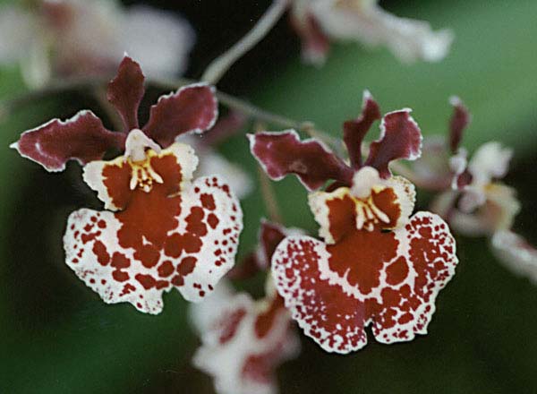 The Most Frequently Asked Questions About Orchid Plants - Albuquerque ...