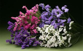 Statice Bunch - Albuquerque Florist