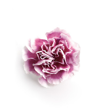 Mini Carnation