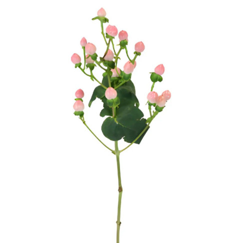 Pink Hypericum – Bulk Flowers | Albuquerque Flower Market