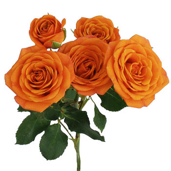 Spray Roses - Albuquerque Florist