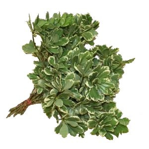 Variegated Pitt - Albuquerque Florist
