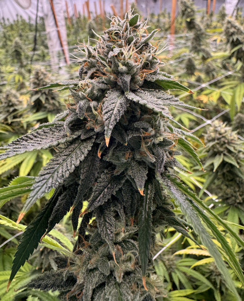 Avitas Flower - Boofy - 3.5 gram - Avitas Agriculture, Inc.