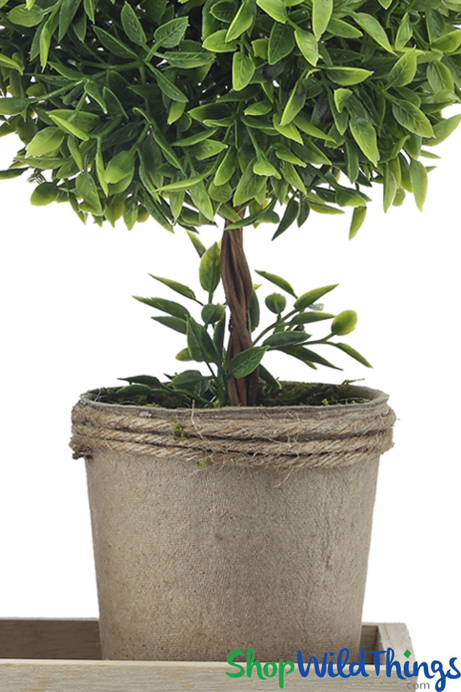 Tealeaf Double Topiary in Wood tray - Green - 9.50" Tall ...