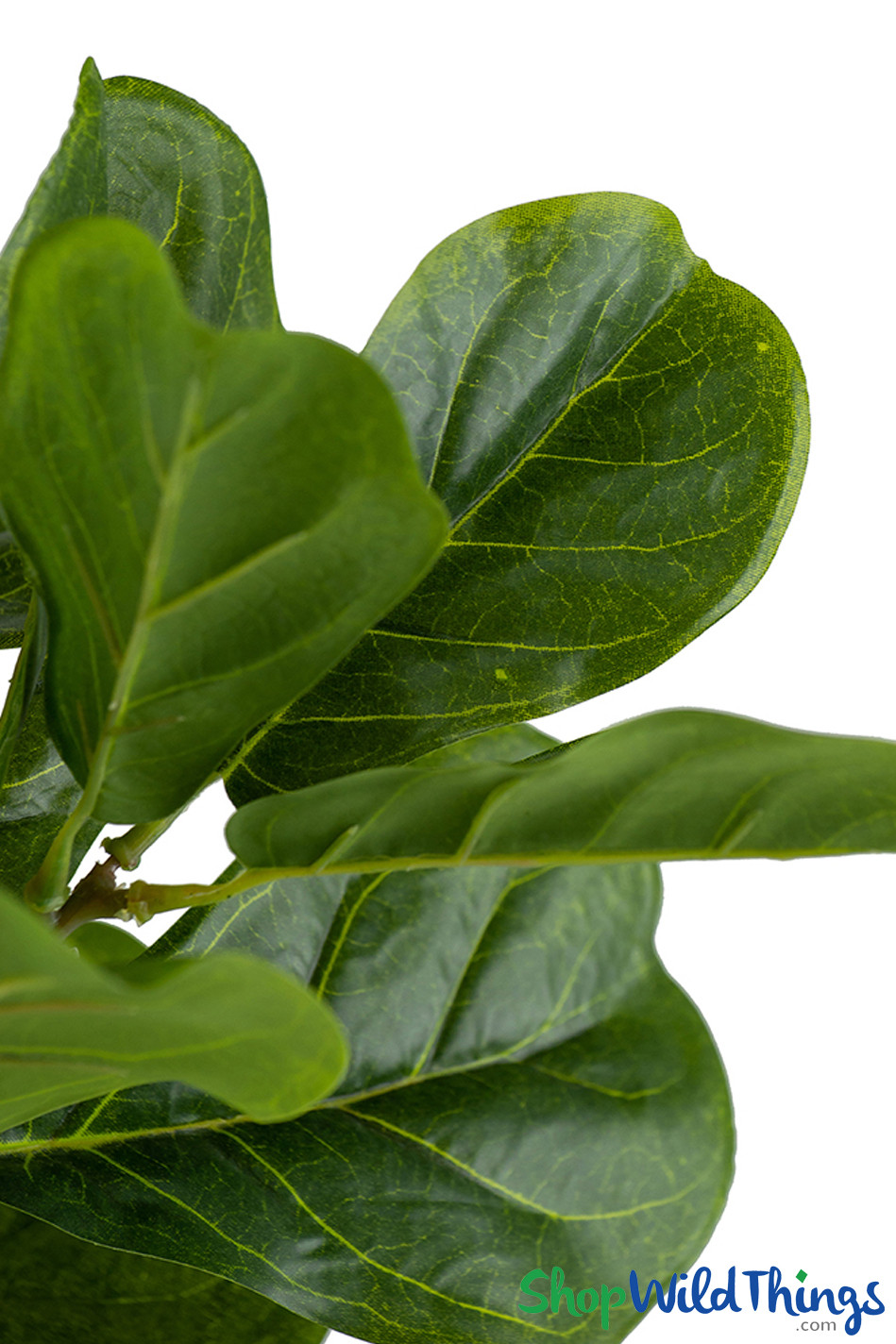 Faux Greenery Fiddle Leaf Fig Spray |ShopWildThings.com