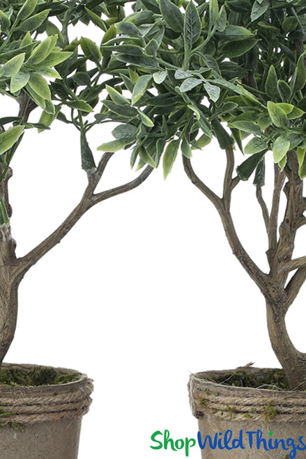 Frosted Set of 2 Tealeaf Double Topiary in Wood tray - Green - 11" Tall ...