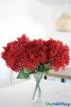 Red Star Hydrangea Bush| ShopWildThings.com