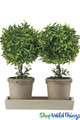 Tealeaf Double Topiary in Wood tray - Green - 9.50" Tall ...