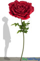 Red Life-Sized Giant Silk Roses with Removable Stem