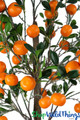 Realistic Looking Faux Orange Citrus Fruit Tree 5 Foot 9 Inches Tall