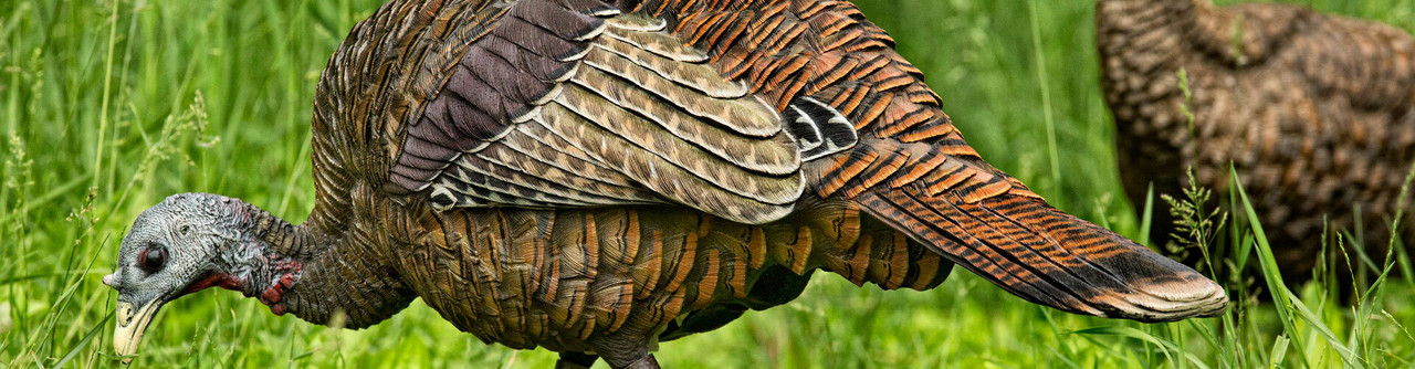 Collapsible Turkey Decoys | Lifelike Turkey Decoys By Avian-X
