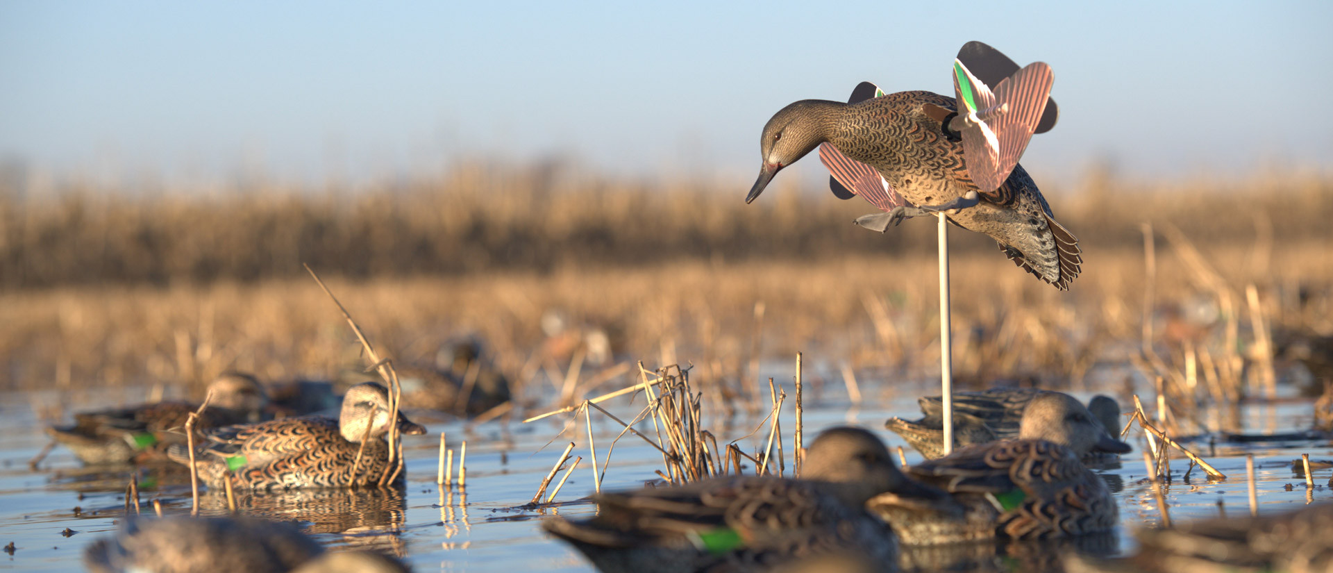 Duck Decoys, Goose Decoys and Turkey Decoys by Avian-X