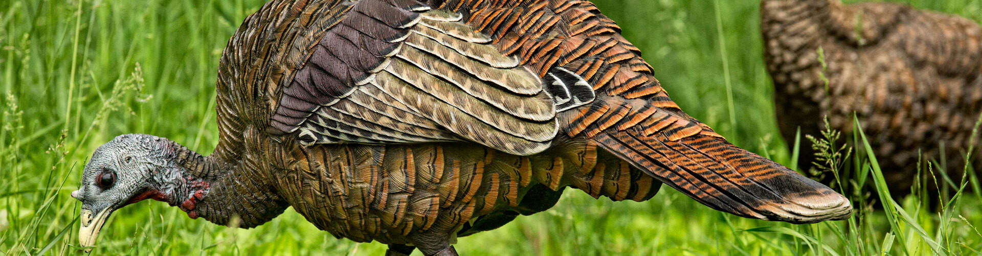Collapsible Turkey Decoys | Lifelike Turkey Decoys By Avian-X