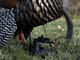 X-Factor Decoy Motion System