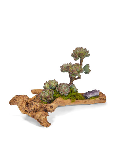 Baby Wood Log with Sedum - Demarchelier & Co.