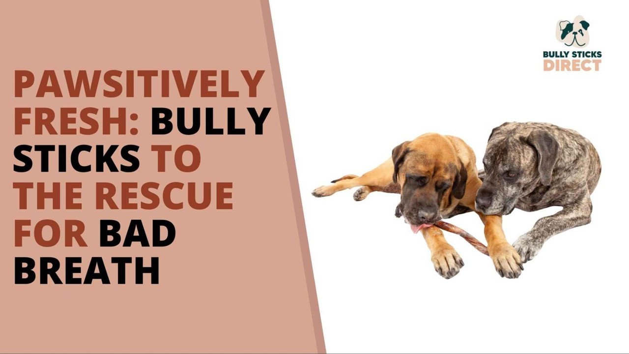 Pawsitively Fresh: Bully Sticks to the Rescue for Bad Breath - Bully ...