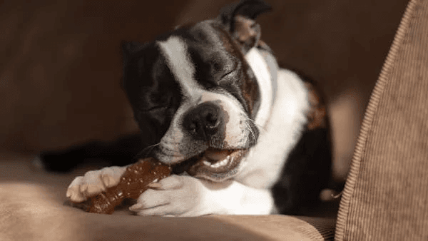 How Chewing Affects Your Dog's Behavior and Mental Health - Bully ...